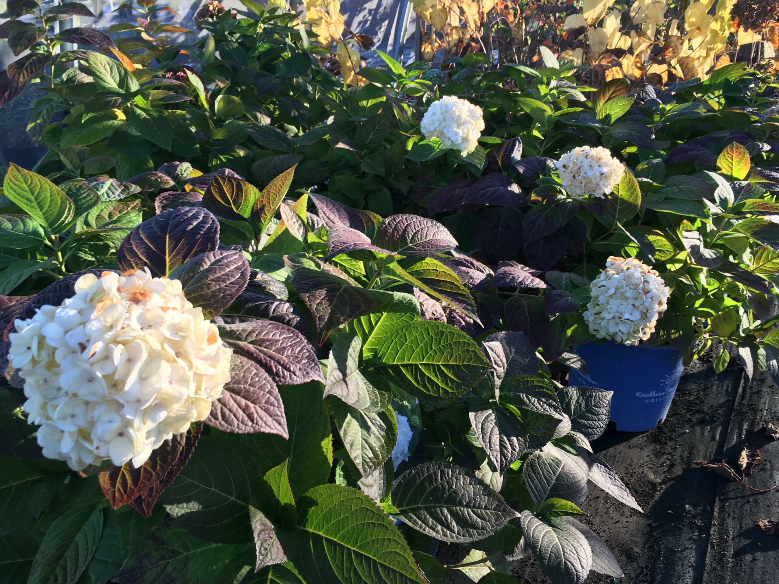 Hydrangea mac. ENDLESS SUMMER® ‘Blushing Bride’ – Emerald Desert Nursery
