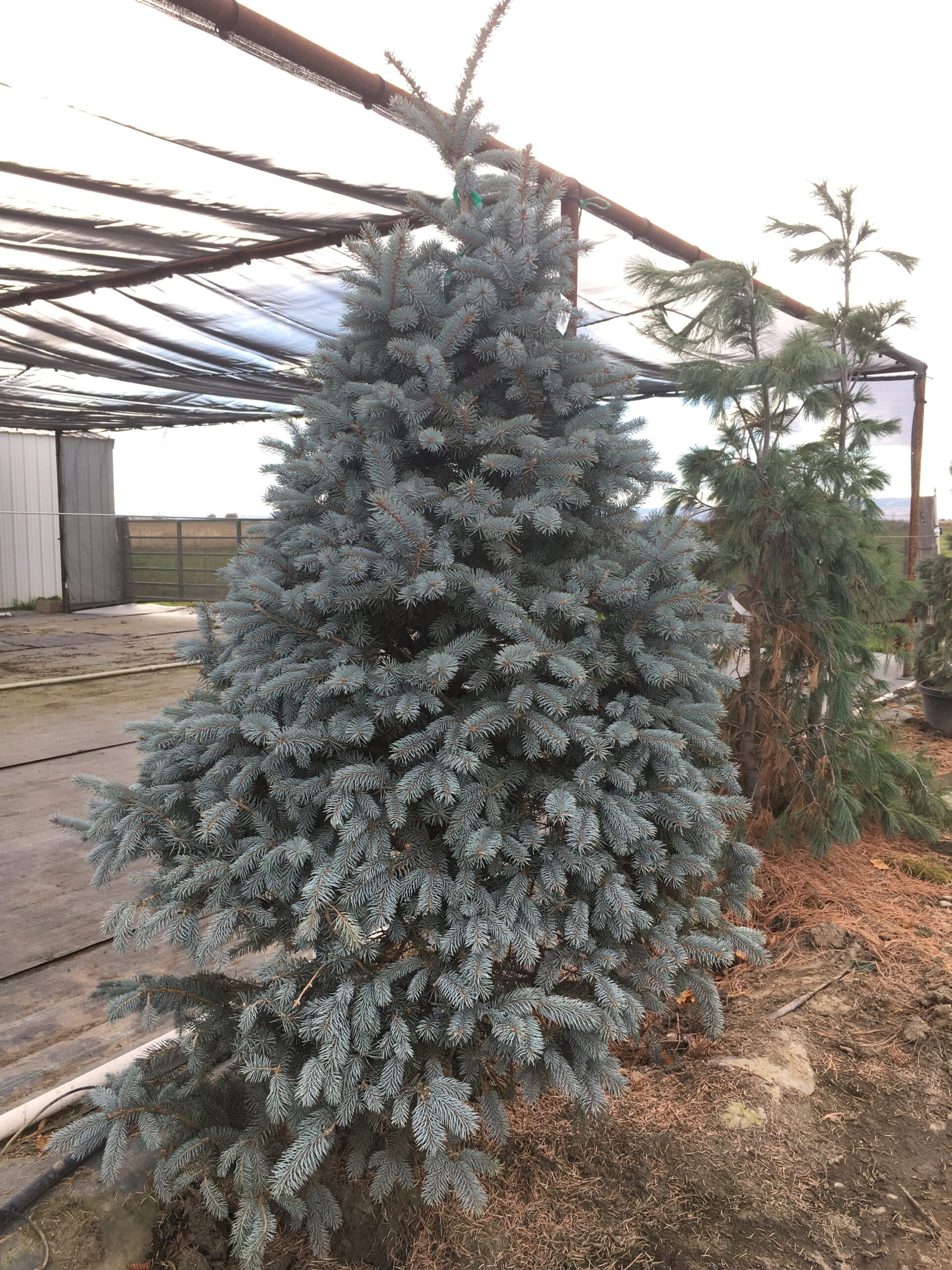 Conifers Photos – Emerald Desert Nursery