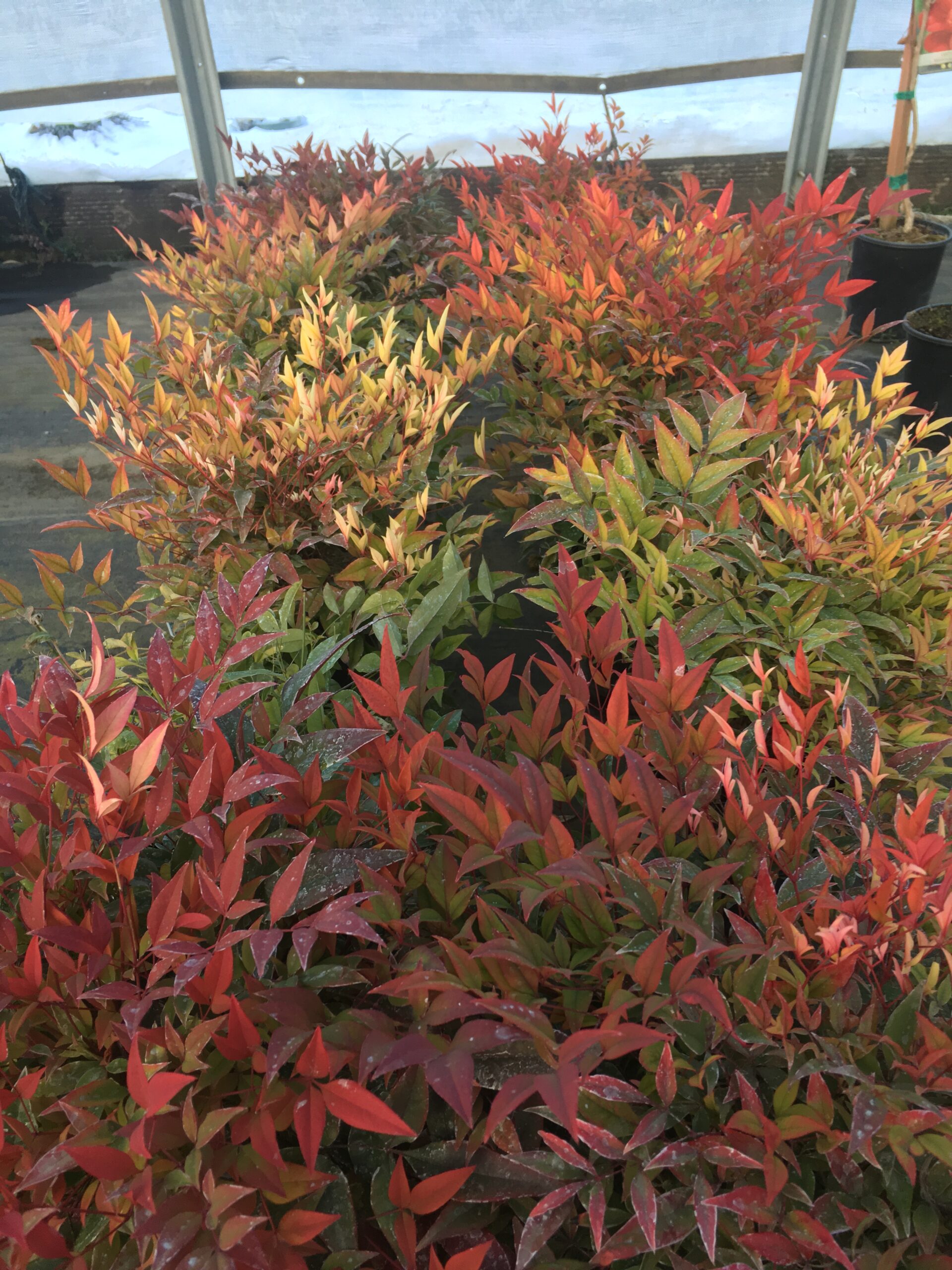 Nandina domestica, Heavenly Bamboo – Emerald Desert Nursery
