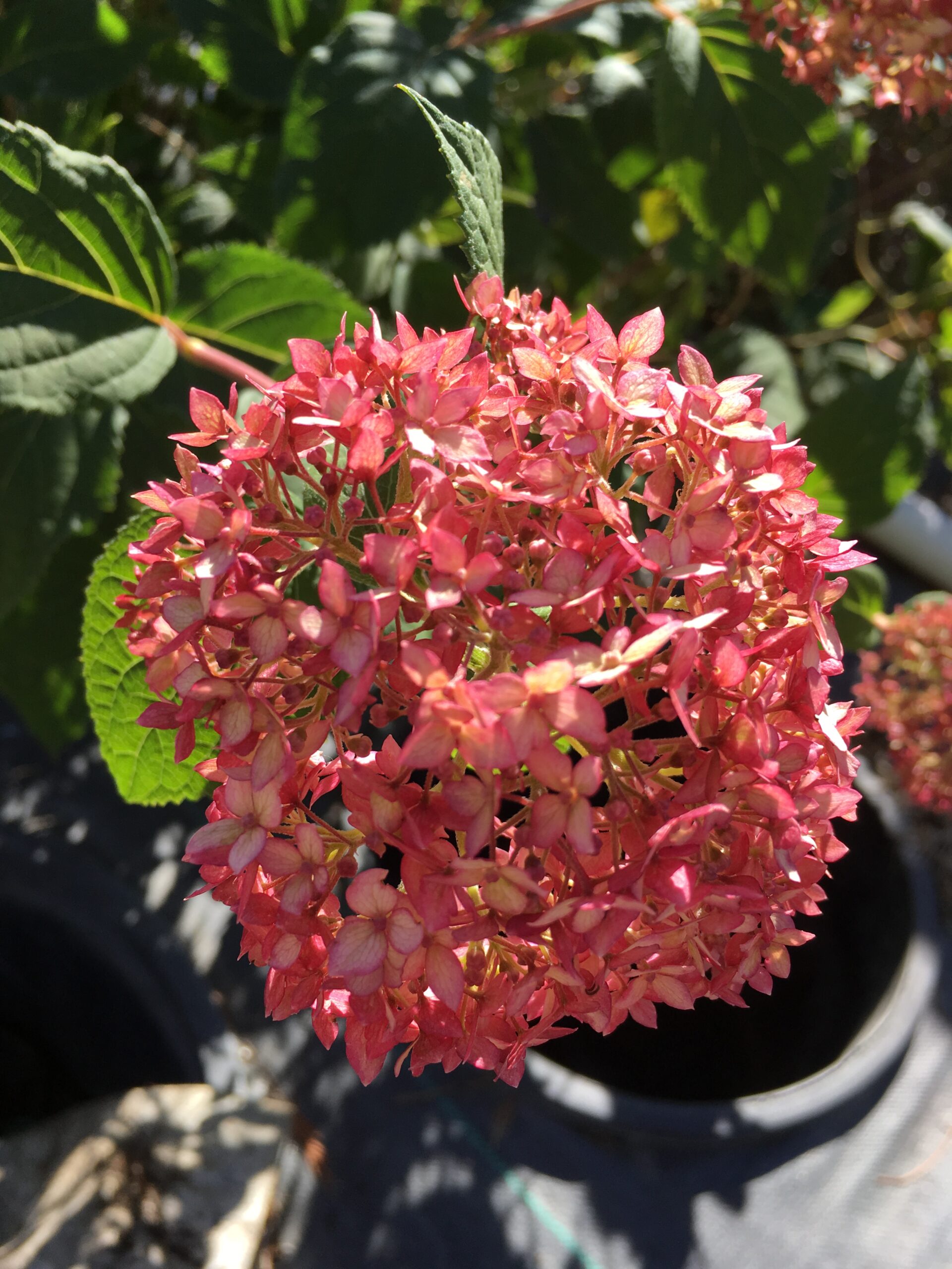 Hydrangea que. – Emerald Desert Nursery