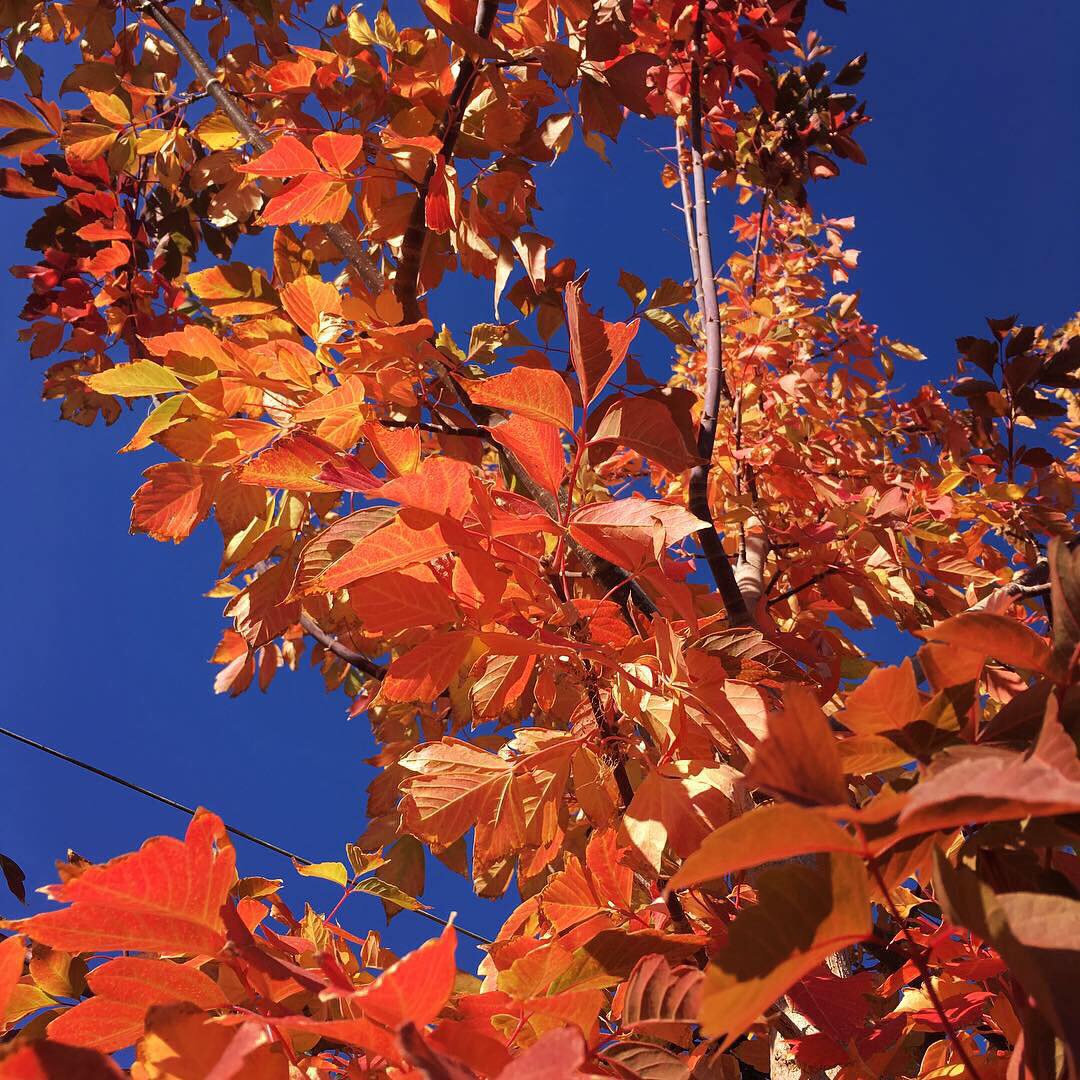 SHADE AND FLOWERING TREES PHOTOS – Emerald Desert Nursery